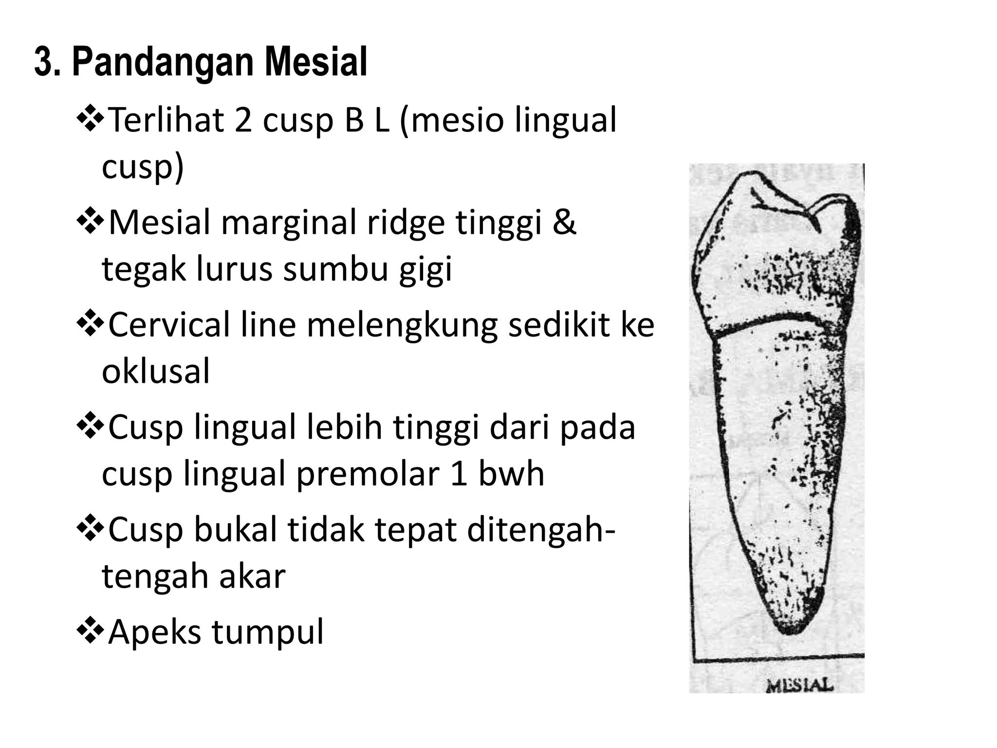 10. morfologi gigi permanent rahang bawah | PPTX