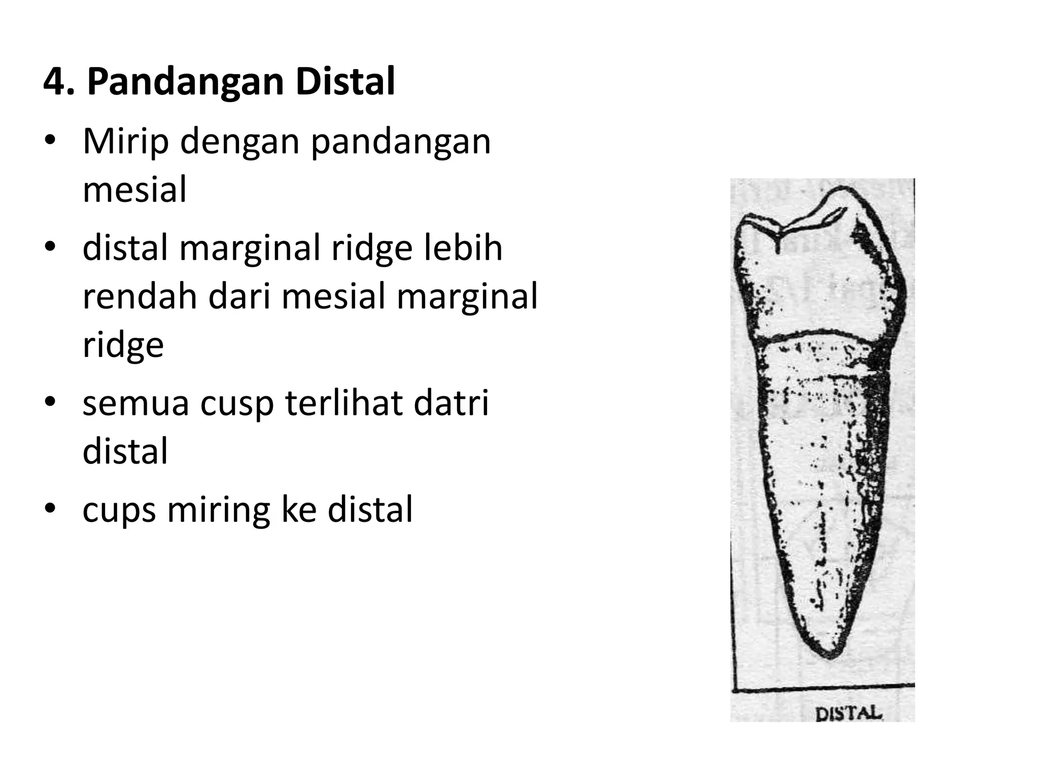 10. morfologi gigi permanent rahang bawah | PPTX