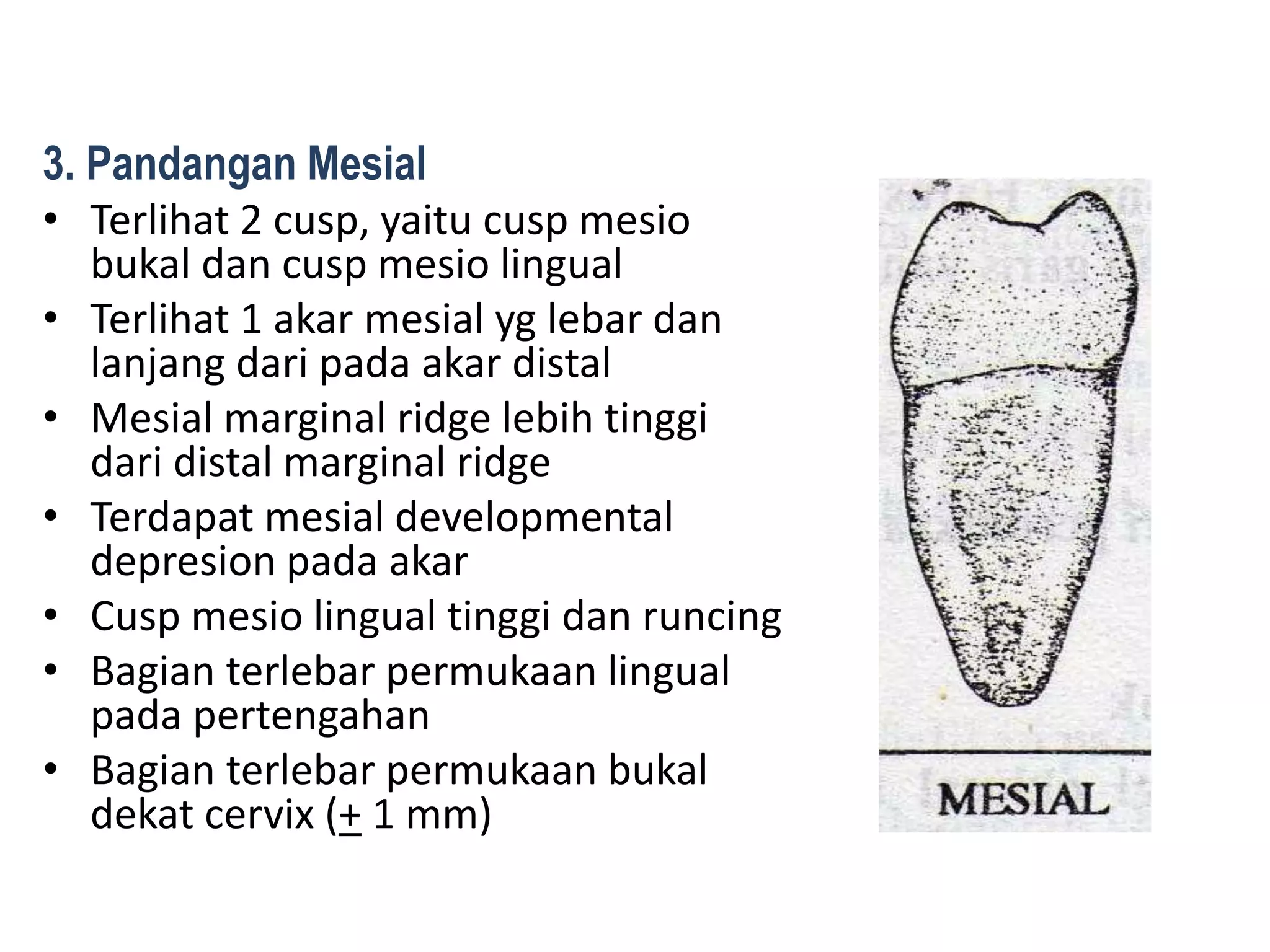 10. morfologi gigi permanent rahang bawah | PPTX