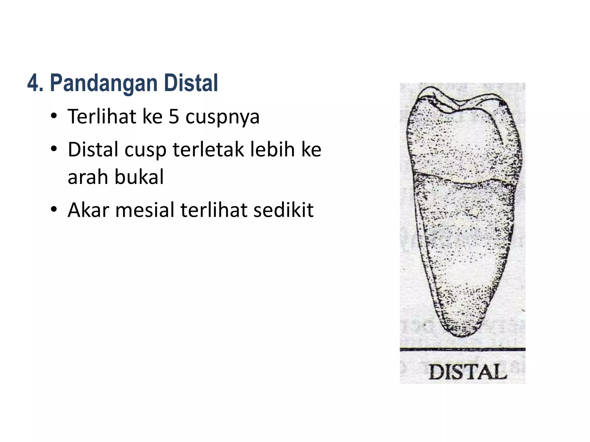 10. morfologi gigi permanent rahang bawah | PPTX