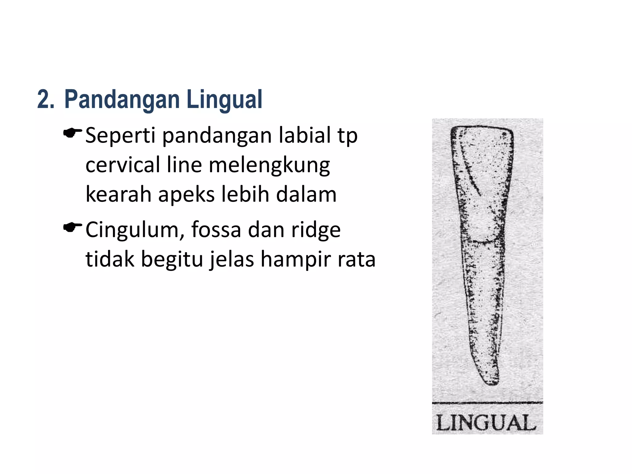 10. morfologi gigi permanent rahang bawah | PPTX