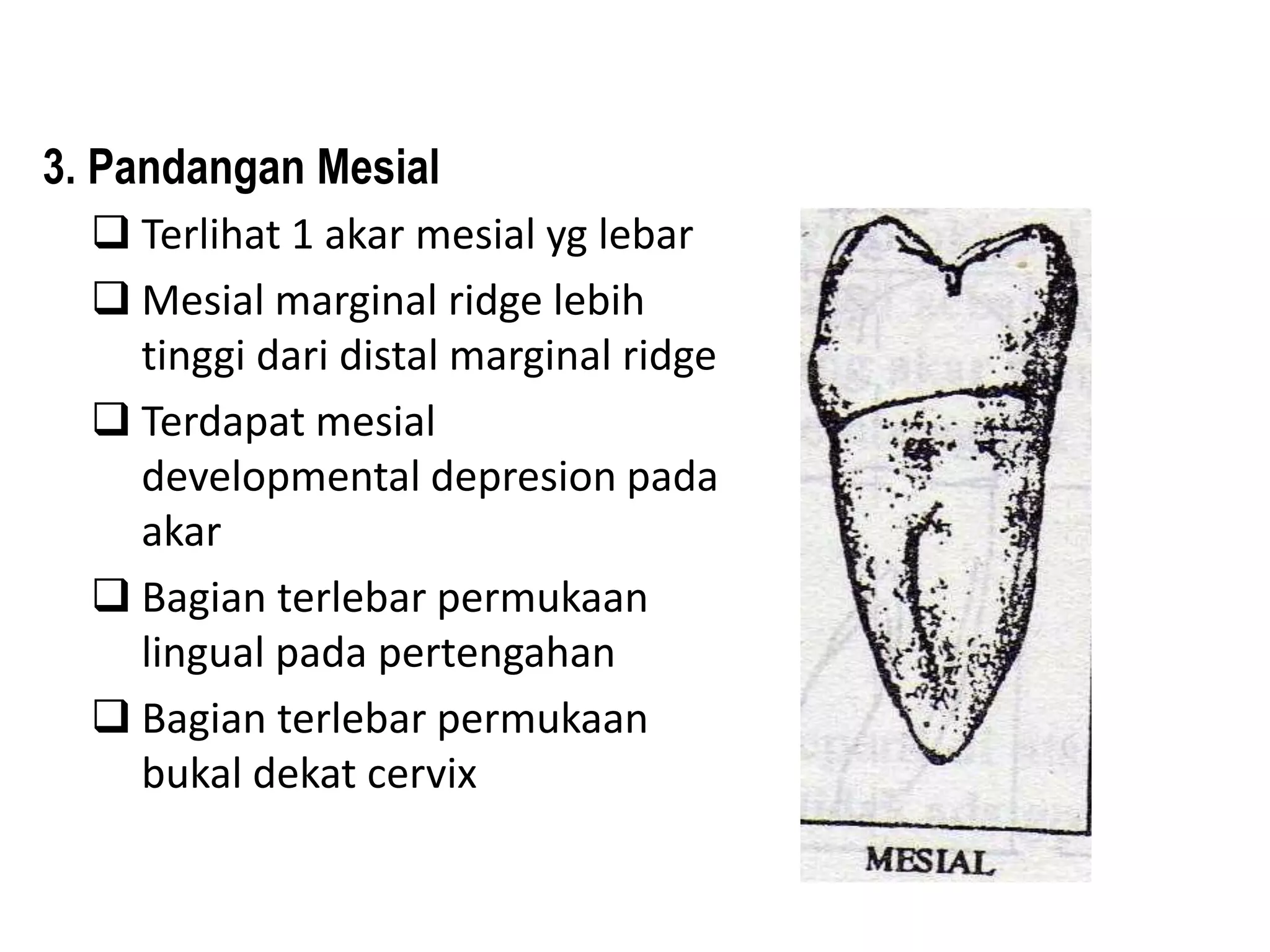 10. morfologi gigi permanent rahang bawah | PPTX