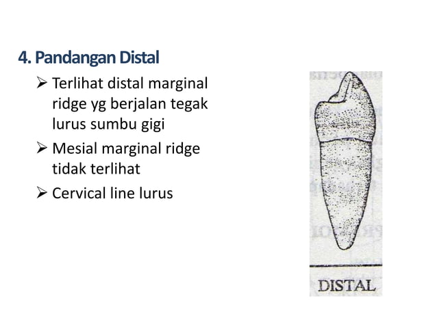 10. morfologi gigi permanent rahang bawah | PPTX
