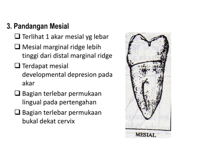10. morfologi gigi permanent rahang bawah | PPTX