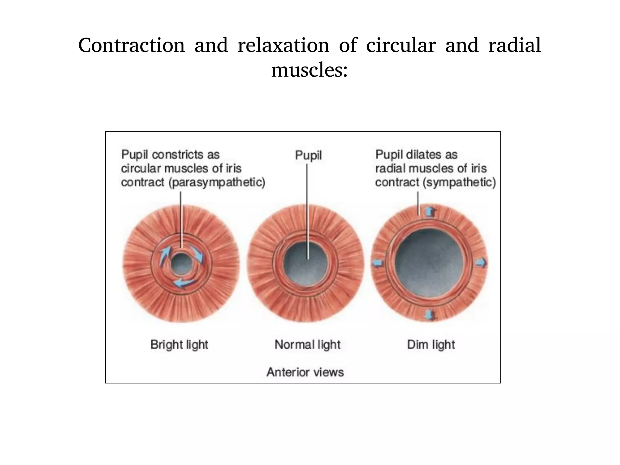 anatomy and physiology of eye | PDF