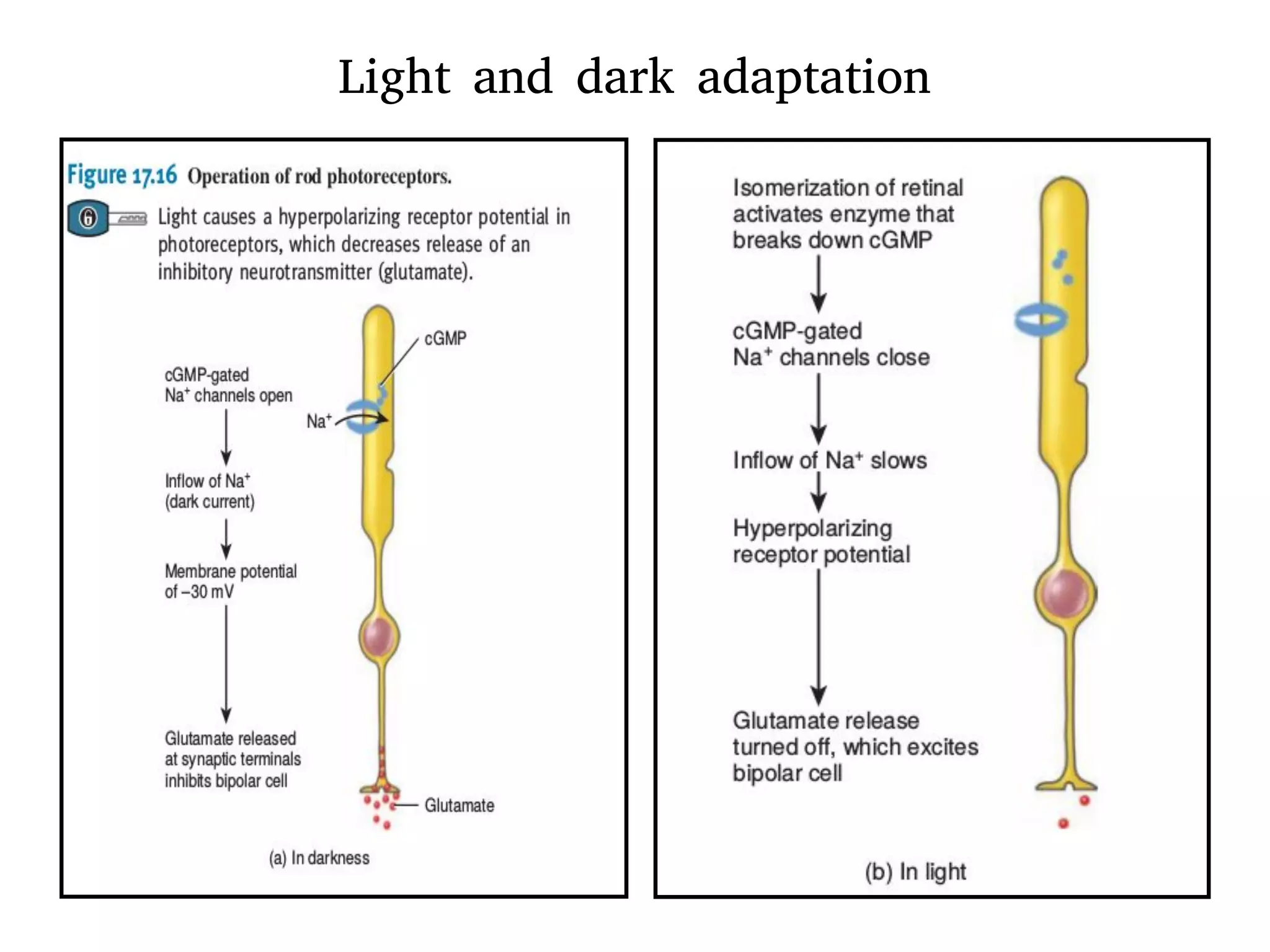 anatomy and physiology of eye | PDF