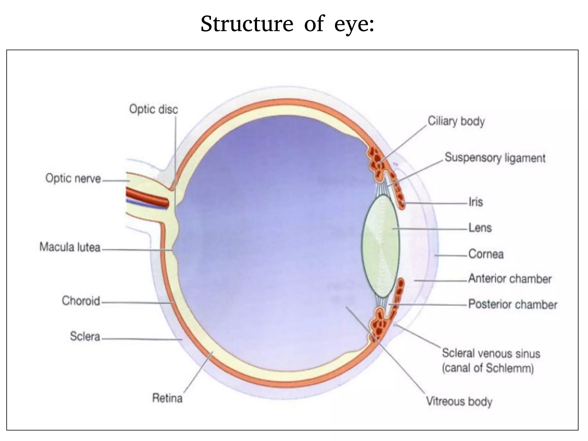 anatomy and physiology of eye | PDF