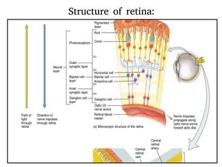 anatomy and physiology of eye | PDF