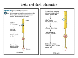 anatomy and physiology of eye | PDF