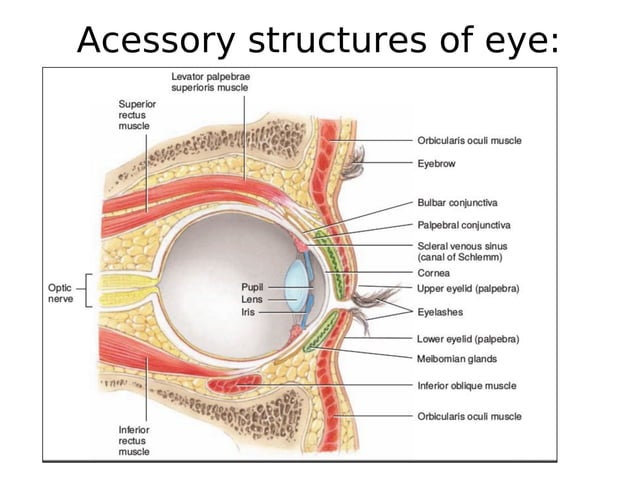 anatomy and physiology of eye | PDF | Eye and Vision Conditions ...