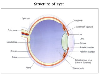 Eye Model Anatomy And Physiology