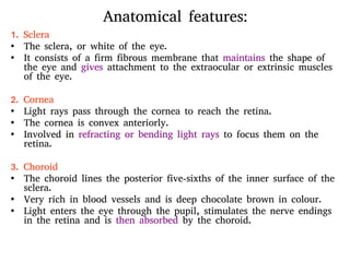 anatomy and physiology of eye | PDF