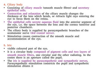 anatomy and physiology of eye | PDF