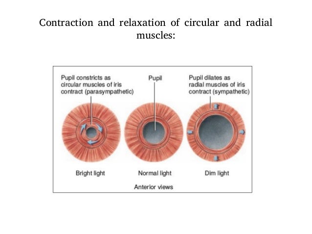 anatomy and physiology of eye