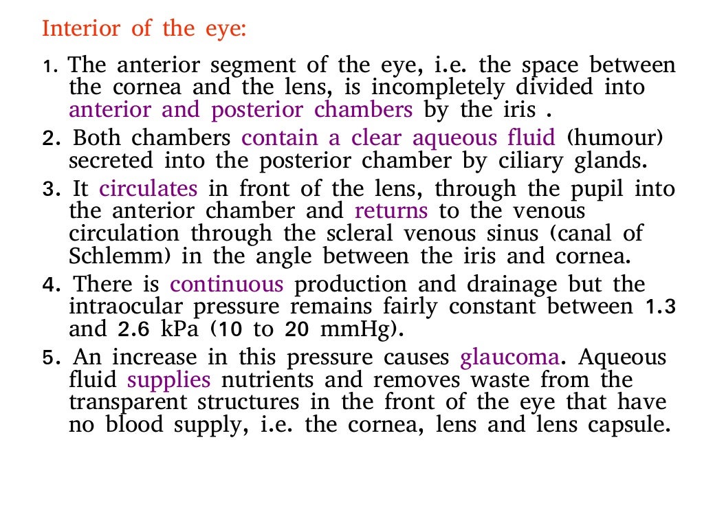 anatomy and physiology of eye