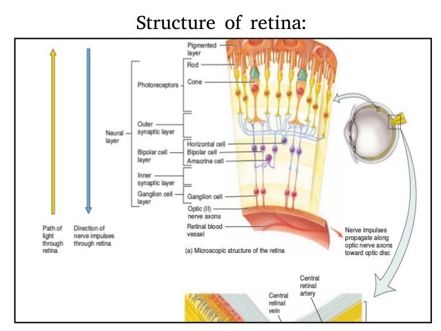 anatomy and physiology of eye