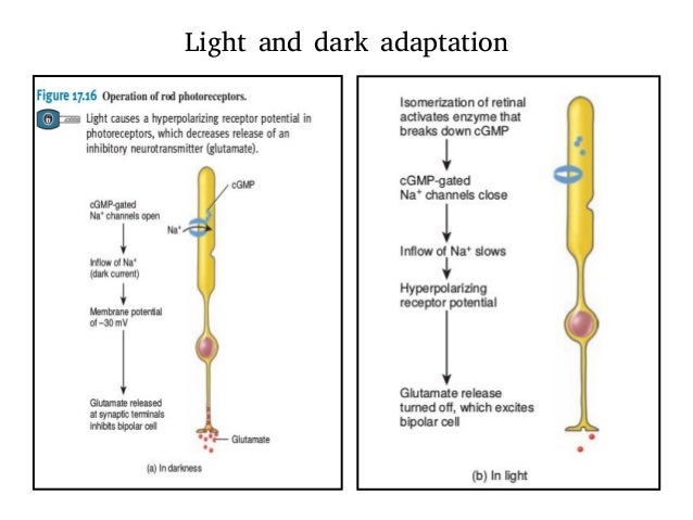 anatomy and physiology of eye