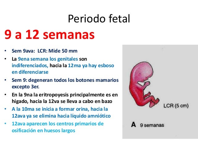 Grafico De Desenvolvimento Fetal Semana A Semana