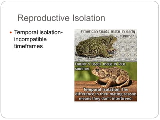 10.3 gene pools and speciation | PPTX | Genetics | Science