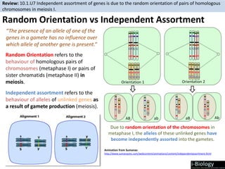 Independent Assortment Of Chromosomes