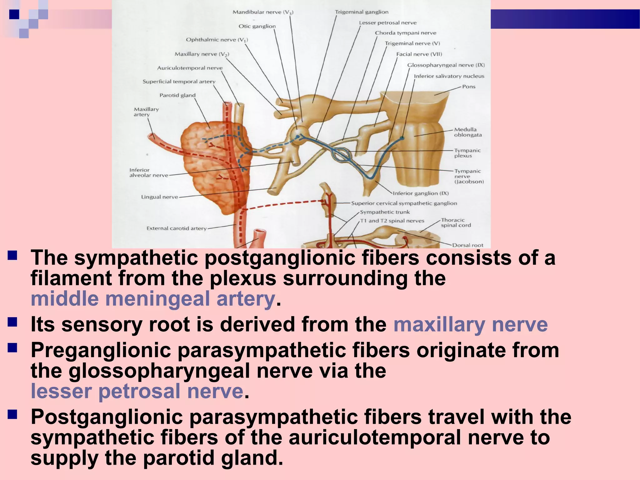 Peripheral Nervous System – Cranial Nerves – Part 2 | PPT