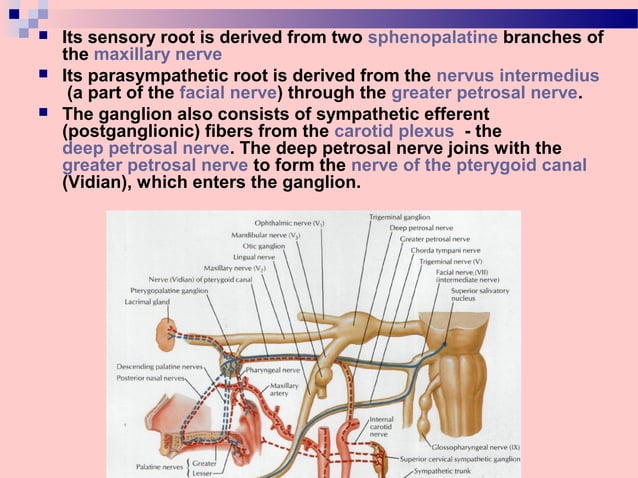 Peripheral Nervous System – Cranial Nerves – Part 2 | PPT