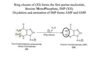 Metabolism of Purine & Pyrimidine nucleotide | PPTX