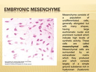 Connective Tissue | PPTX
