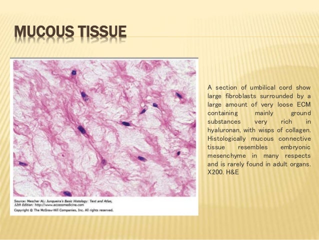 Lymph Fluid Connective Tissue