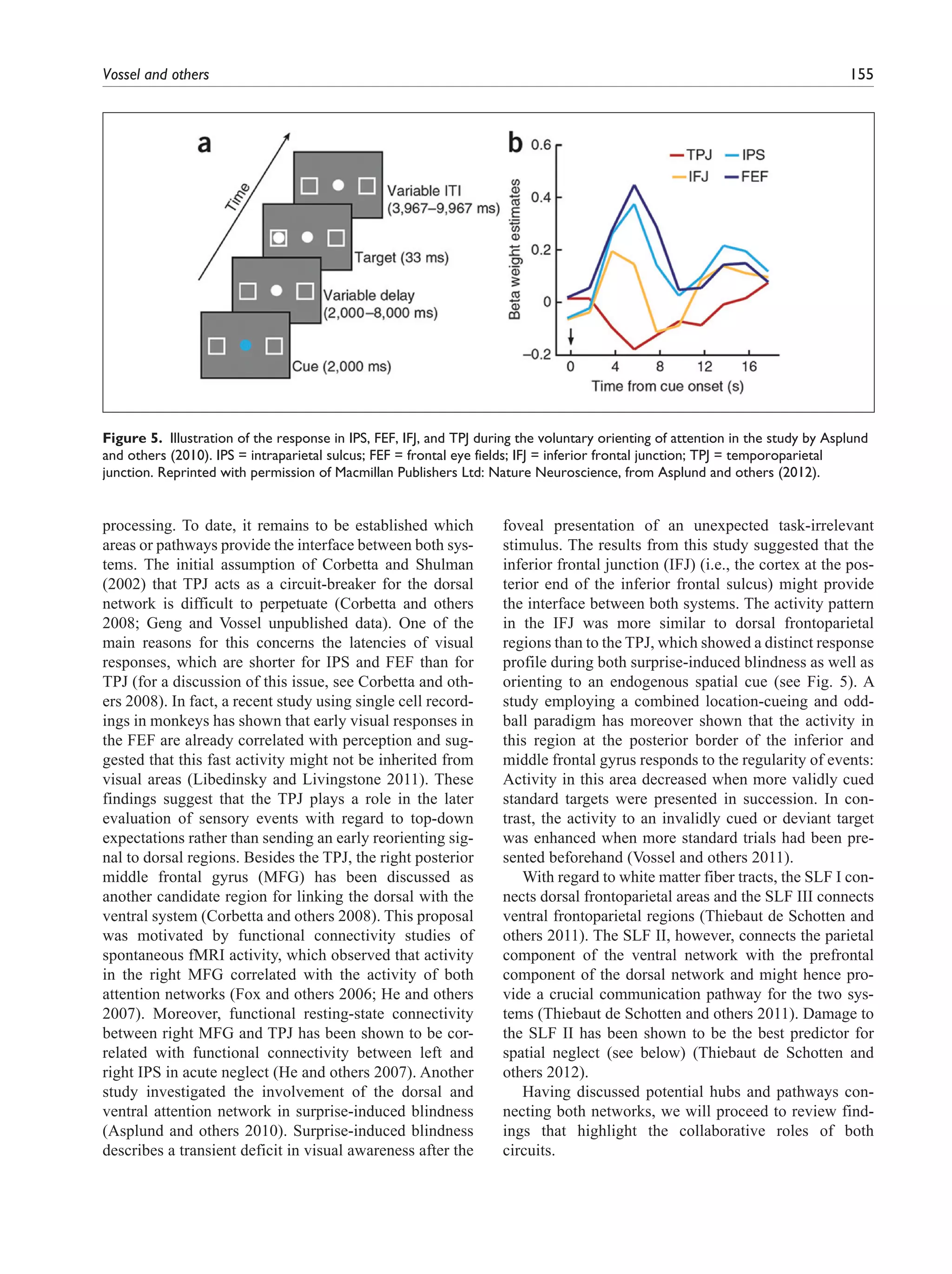 Dorsal And Ventral Attention Systems: Distinct Neural Circuits but ...