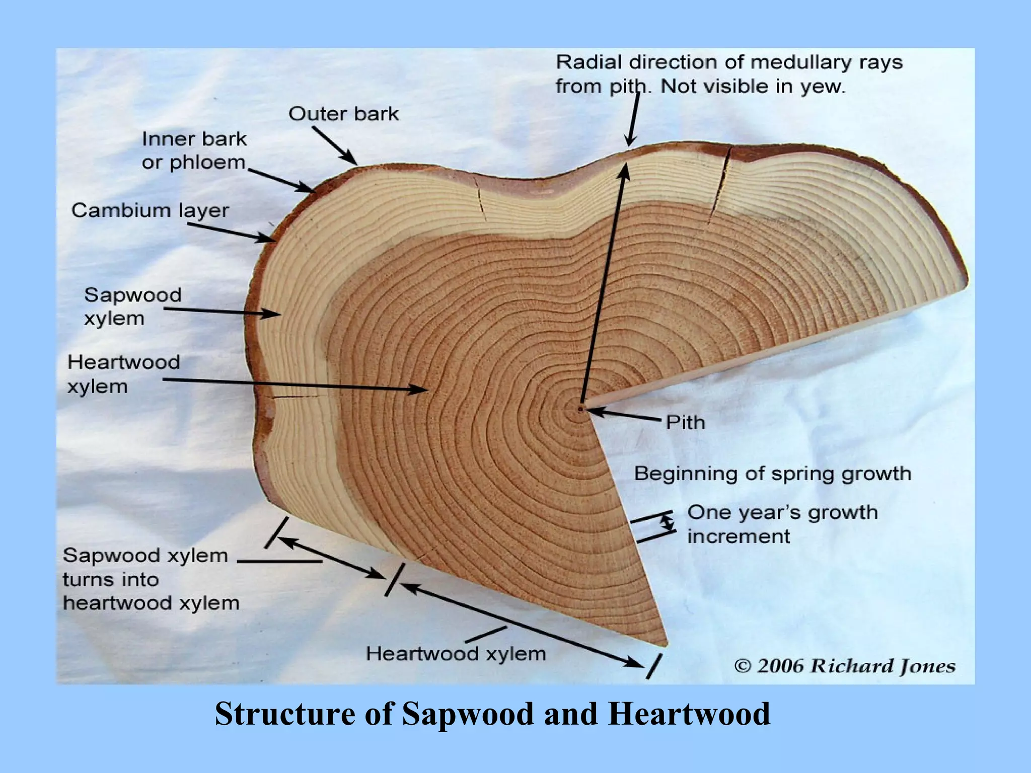 Sapwood and Heartwood | PPT