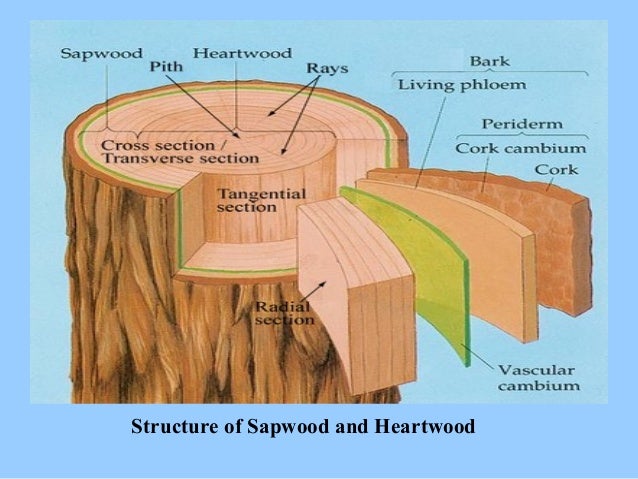 Sapwood and Heartwood