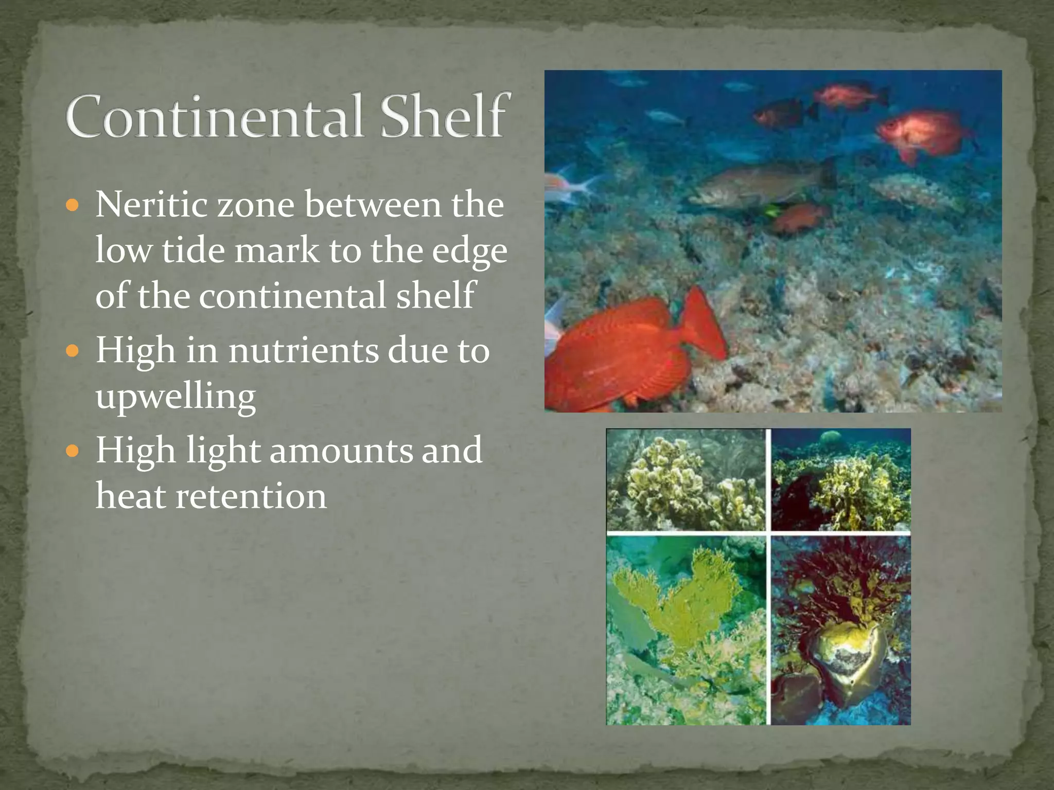 Ocean Zones and Marine Ecosystems Notes | PPTX