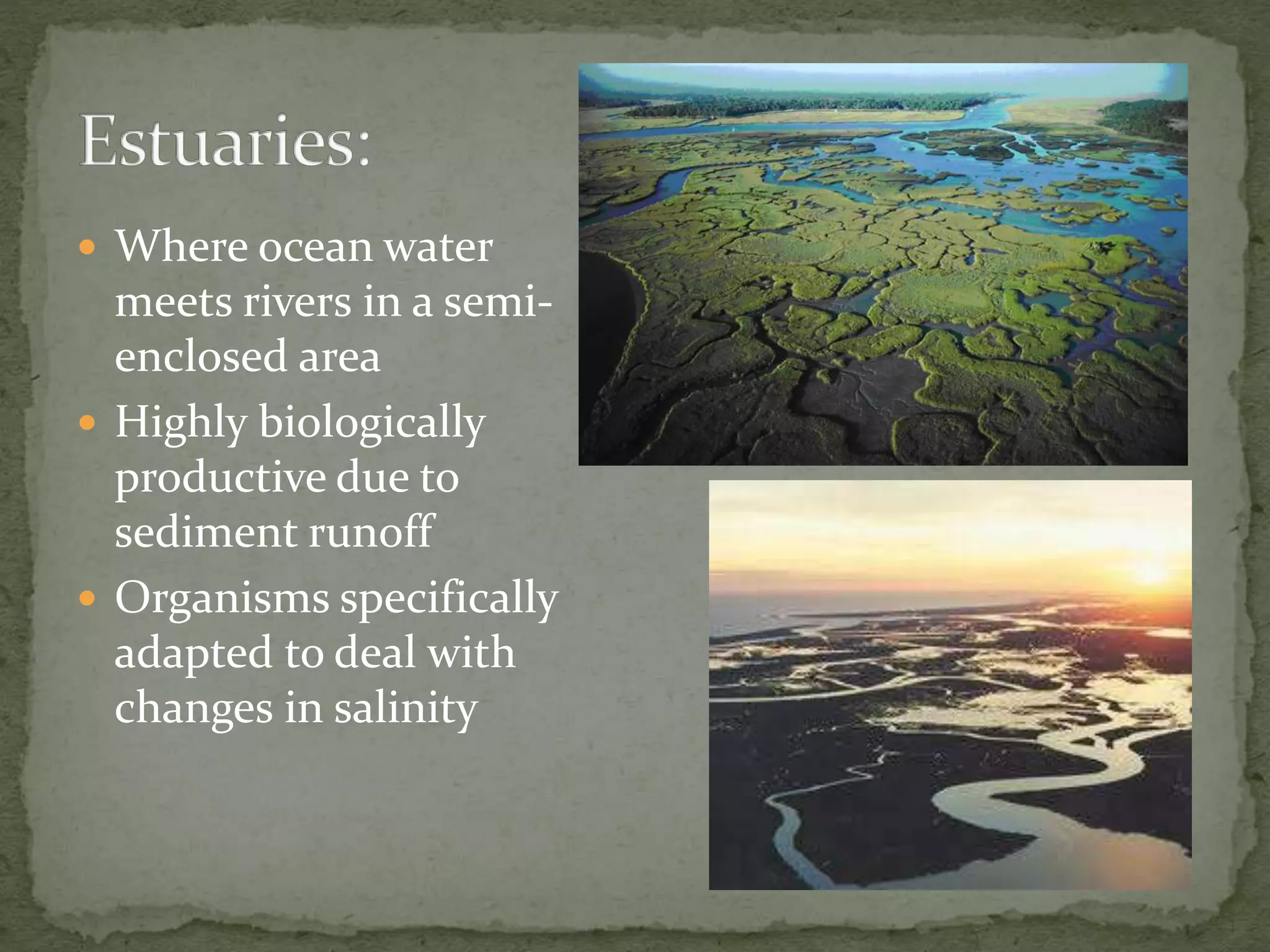 Ocean Zones and Marine Ecosystems Notes | PPTX
