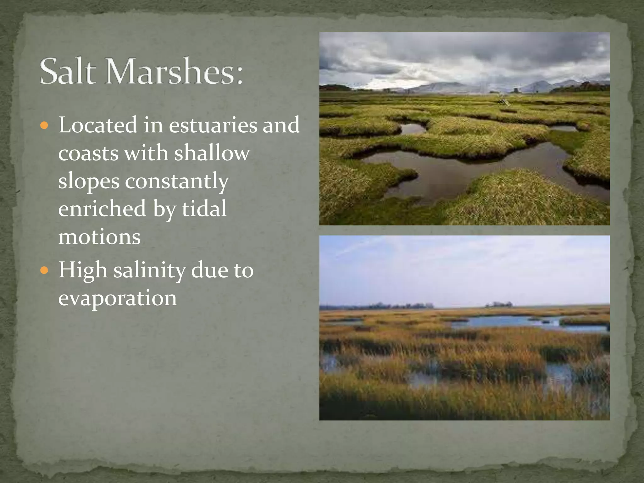 Ocean Zones and Marine Ecosystems Notes | PPTX