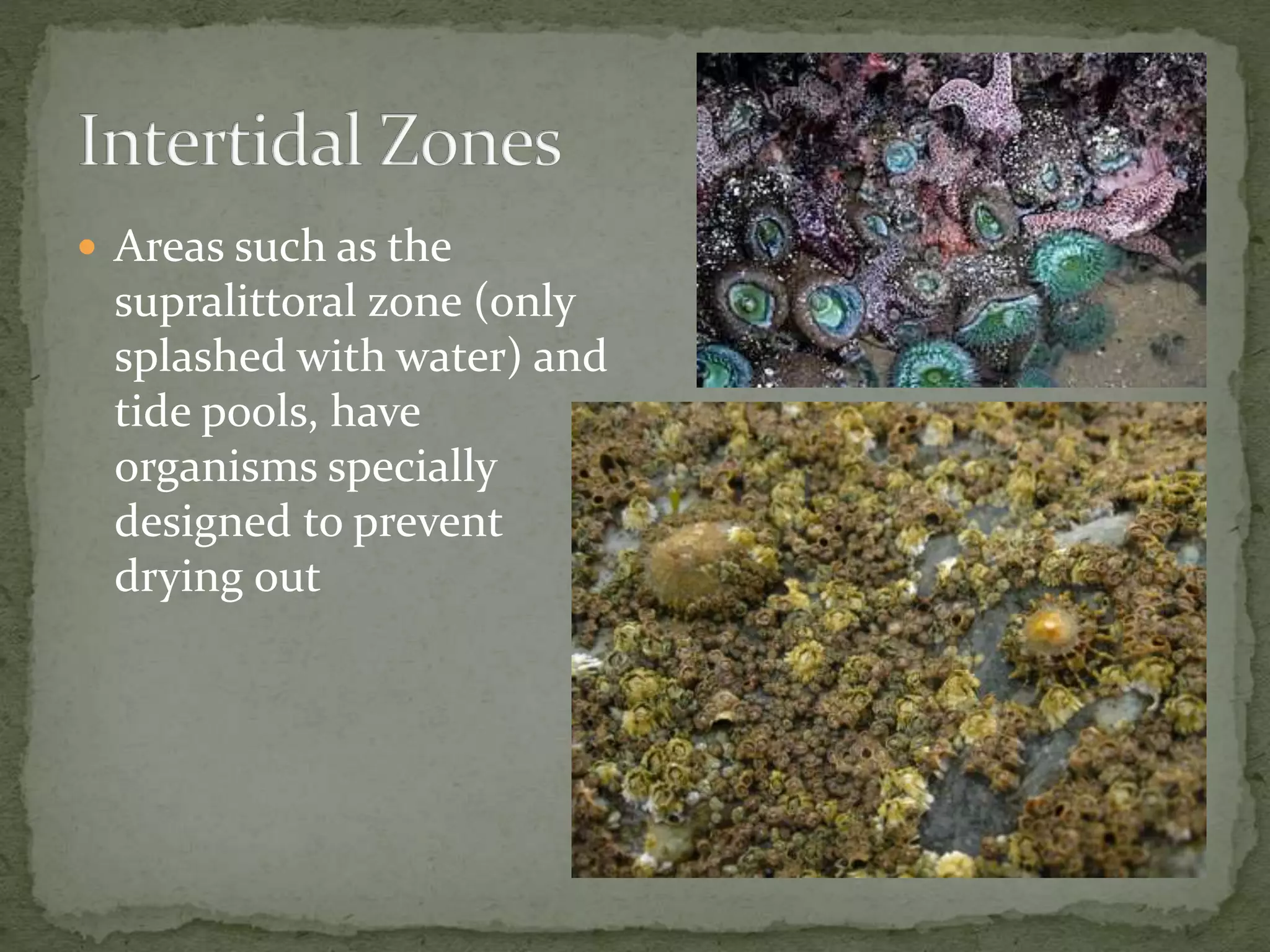 Ocean Zones and Marine Ecosystems Notes | PPTX