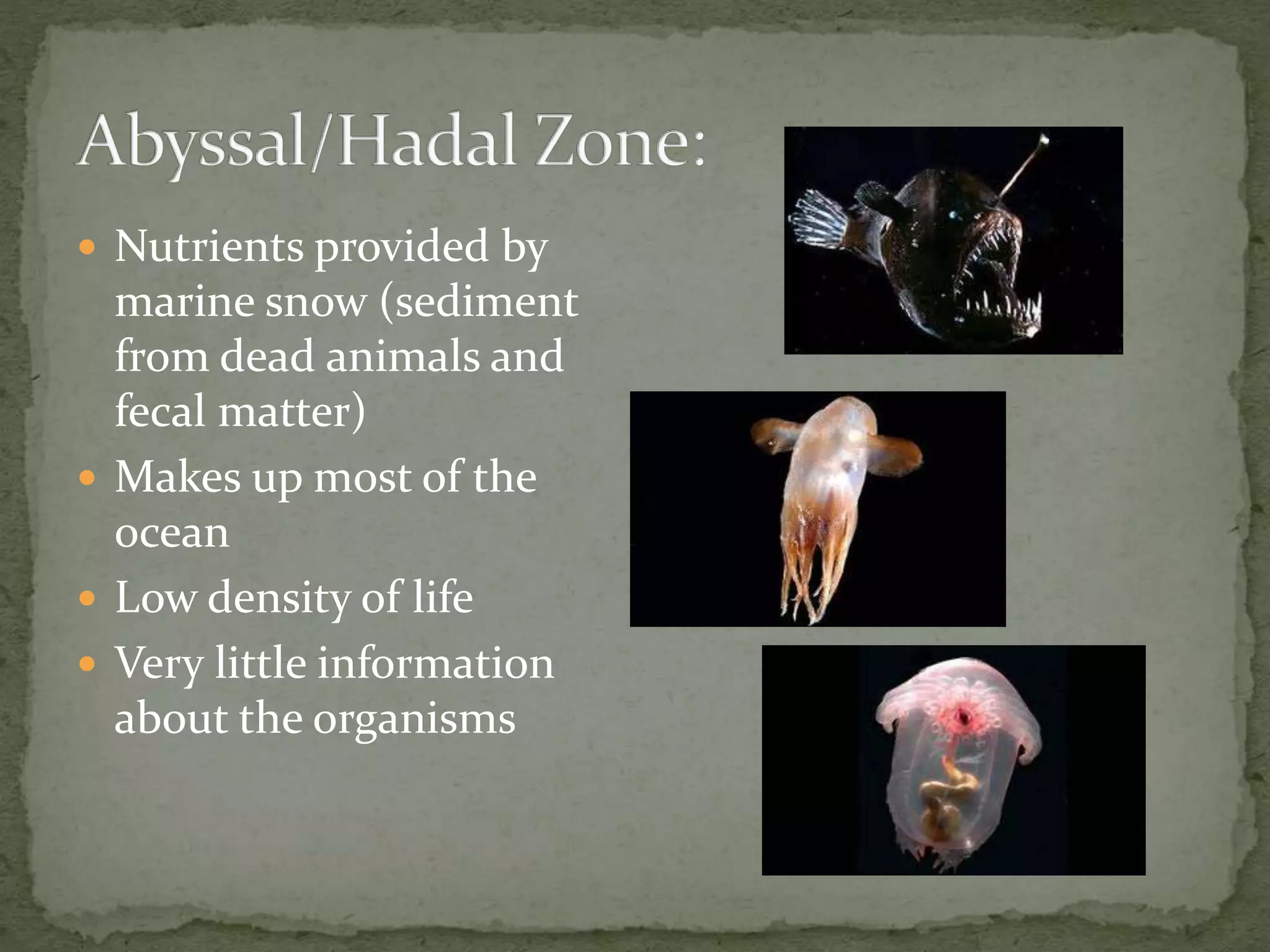 Ocean Zones and Marine Ecosystems Notes | PPTX