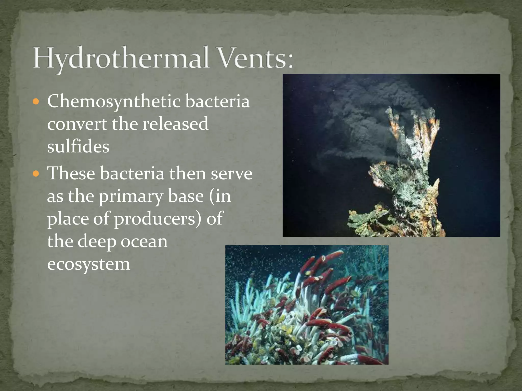 Ocean Zones and Marine Ecosystems Notes | PPTX