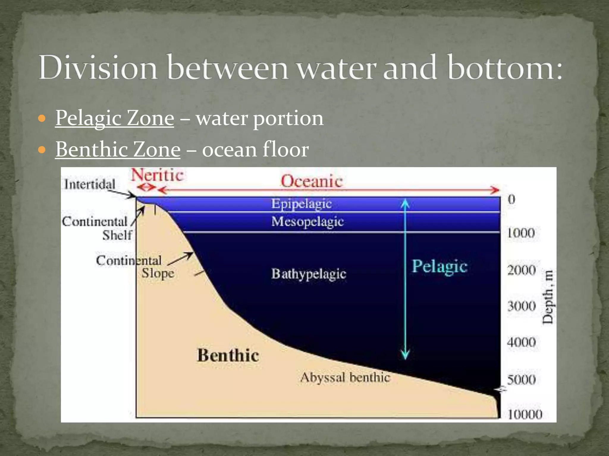 Ocean Zones and Marine Ecosystems Notes | PPTX