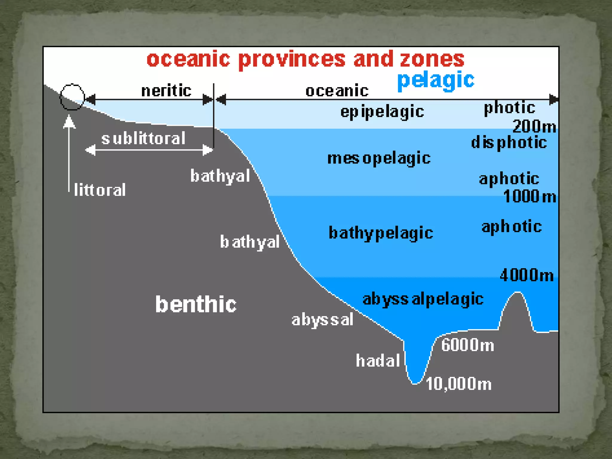 Ocean Zones and Marine Ecosystems Notes | PPTX
