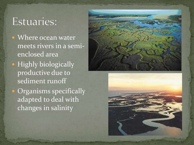 Ocean Zones and Marine Ecosystems Notes | PPTX | Geography | Science