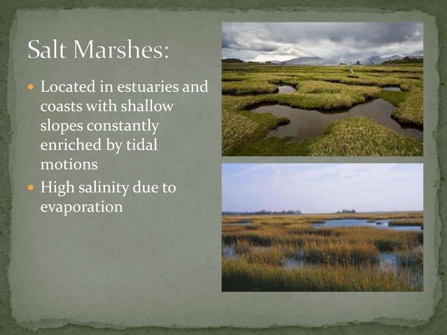 Ocean Zones and Marine Ecosystems Notes | PPTX | Geography | Science