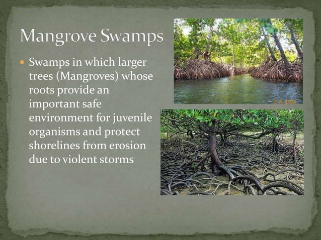 Ocean Zones and Marine Ecosystems Notes | PPTX | Geography | Science