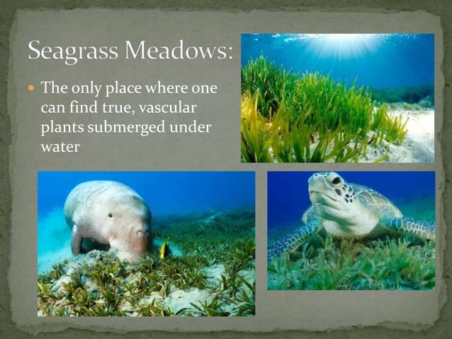 Ocean Zones and Marine Ecosystems Notes | PPTX | Geography | Science