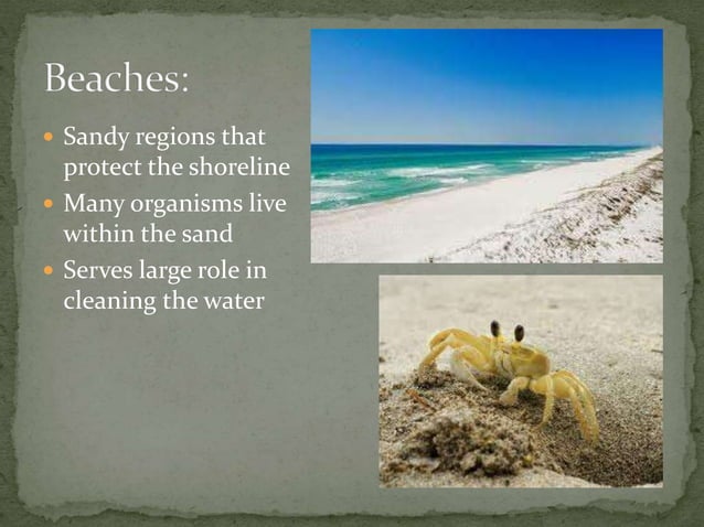 Ocean Zones and Marine Ecosystems Notes | PPTX | Geography | Science