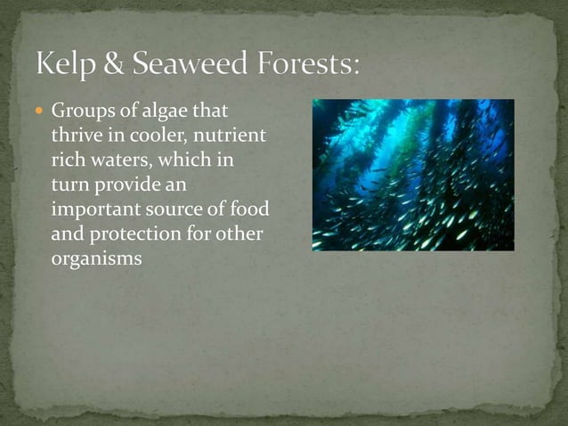 Ocean Zones and Marine Ecosystems Notes | PPTX | Geography | Science