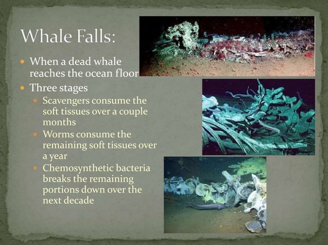 Ocean Zones and Marine Ecosystems Notes | PPTX | Geography | Science