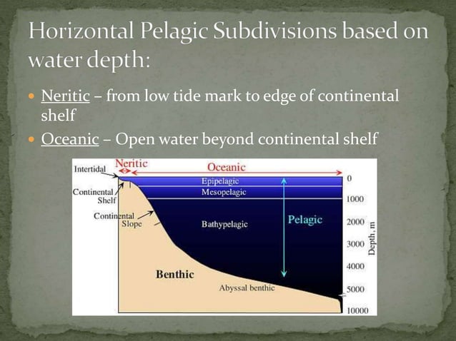 Ocean Zones and Marine Ecosystems Notes | PPTX | Geography | Science