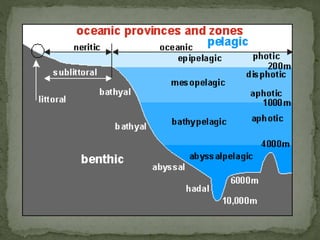 Ocean Zones and Marine Ecosystems Notes | PPTX