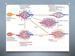 10. inflammation | PPTX